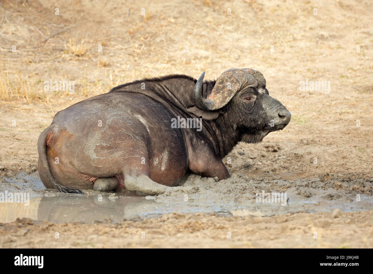 animal, mammal, africa, bull, wildlife, African, buffalo, big, large ...