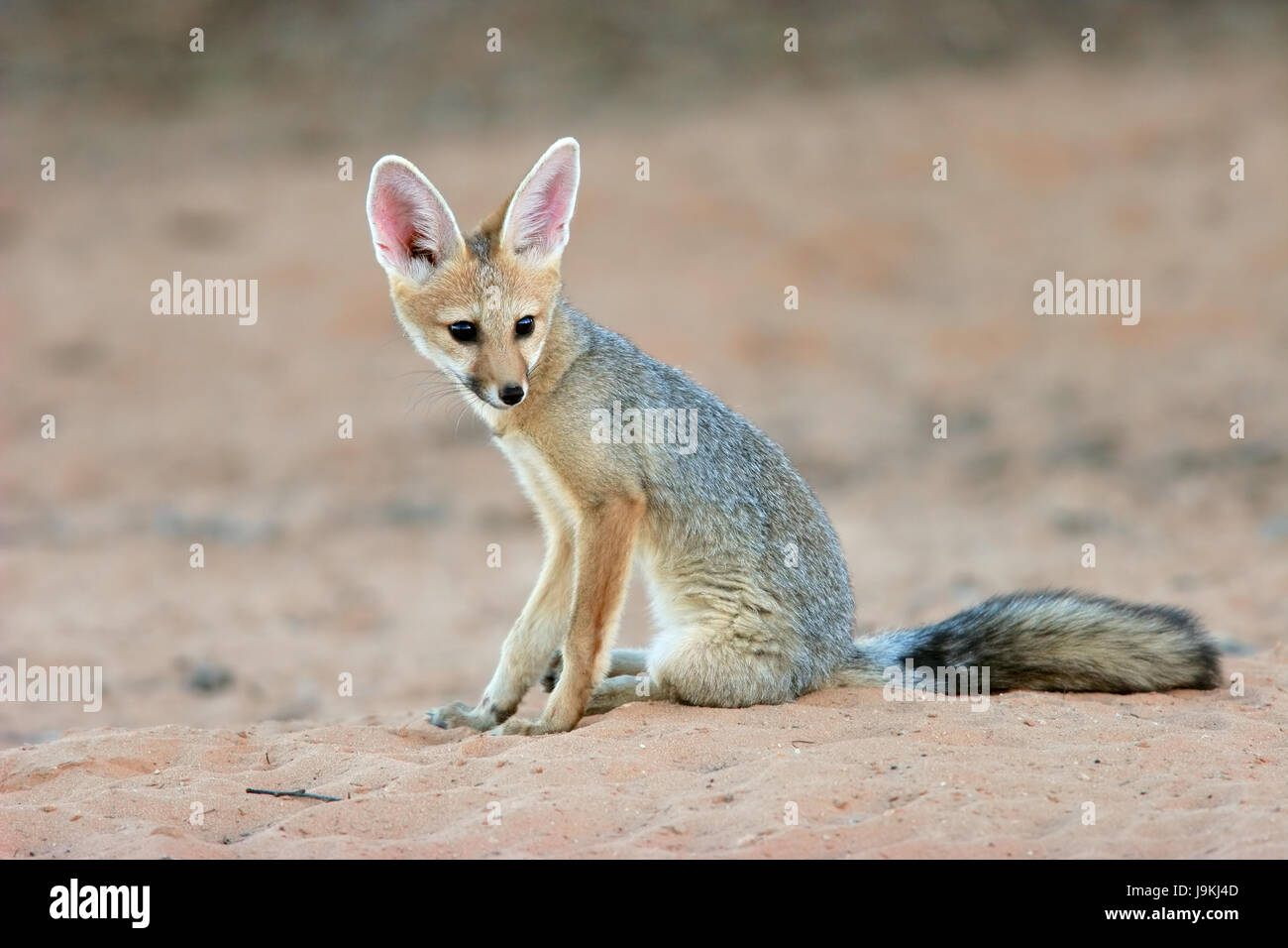 animal, mammal, wildlife, fox, put, sitting, sit, nature, desert ...