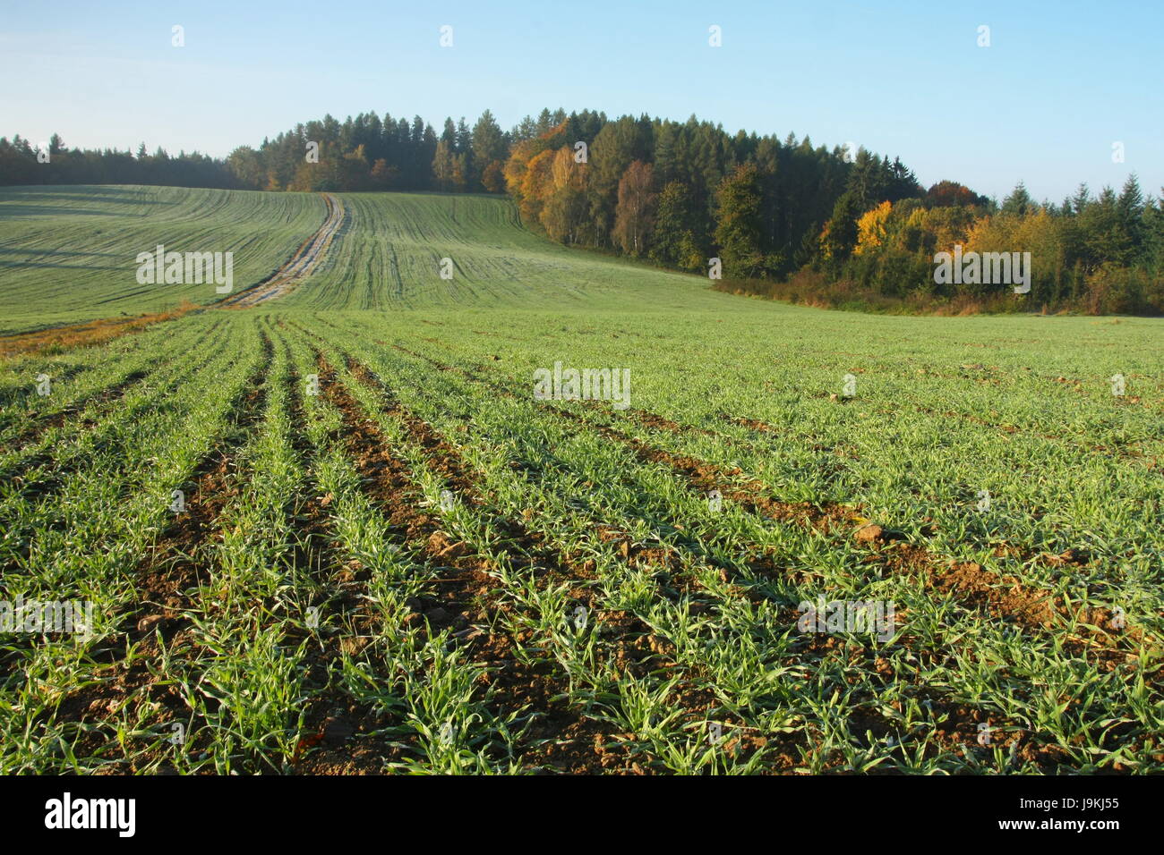 agriculture, farming, field, cereal, planted, grain, fall, autumn, blue ...