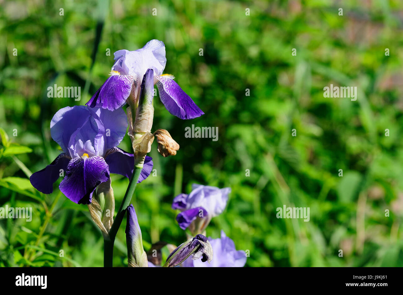 flower, plant, flowers, lily, stalk, lilies, park, garden, flower ...