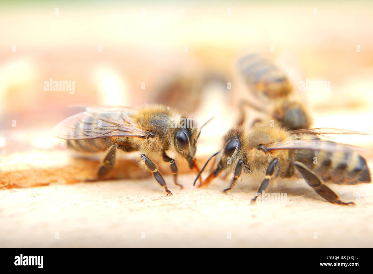 health, insect, reflection, frame, consume, eating, eat, eats ...