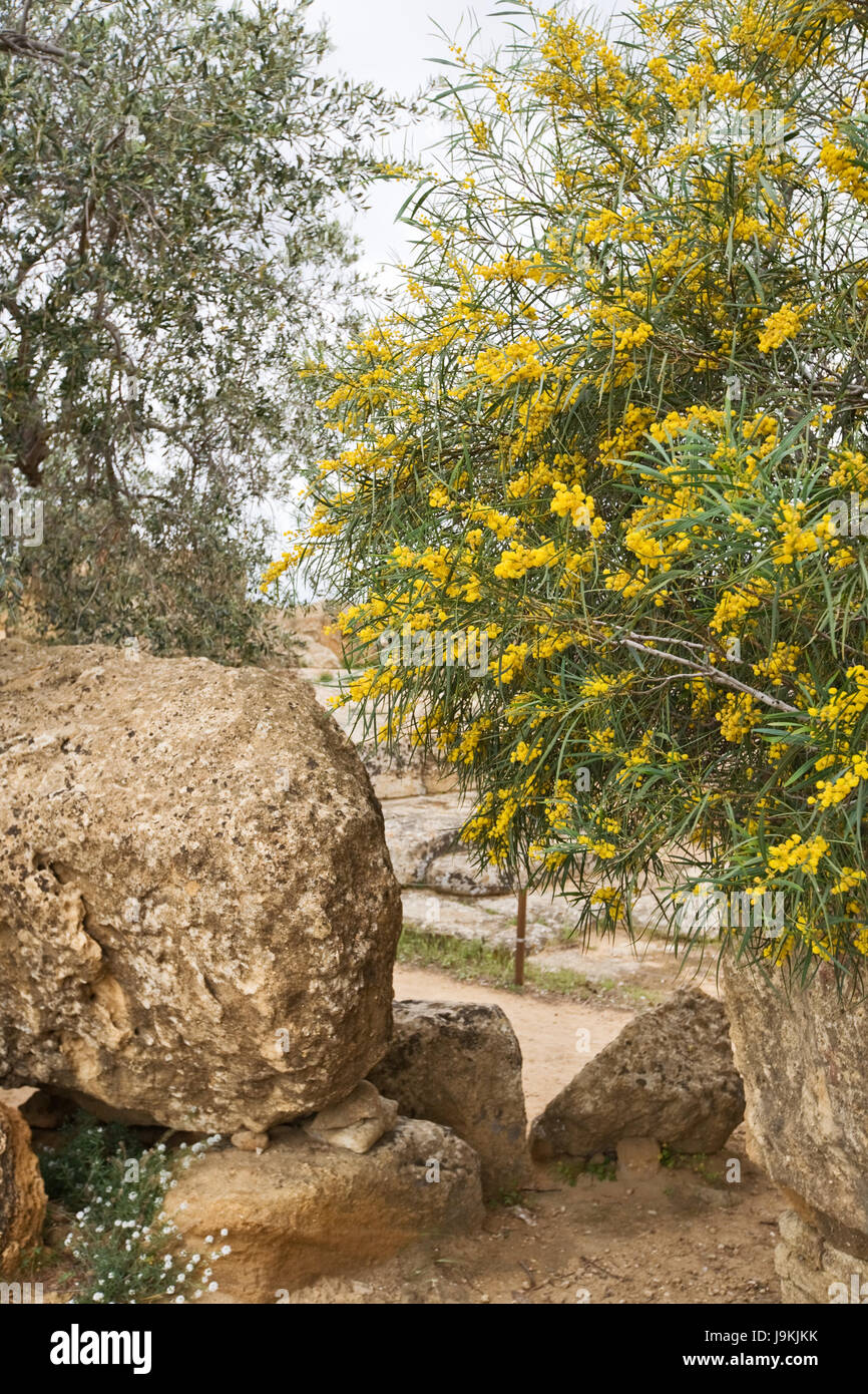 leaf, religion, tree, stone, flower, plant, bloom, blossom, flourish ...