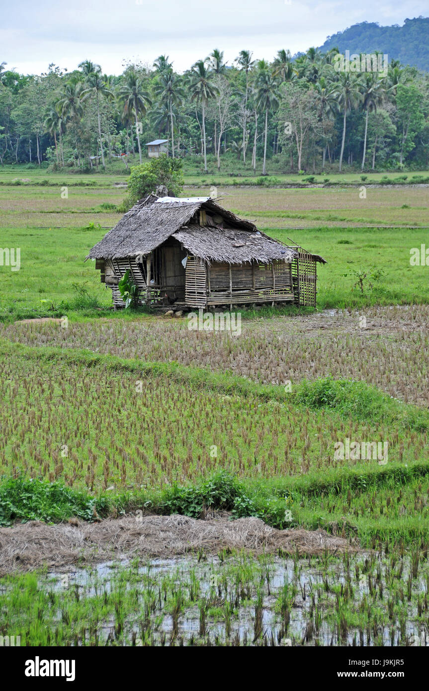 asia, paddy field, philippines, scenery, countryside, nature, lodge ...