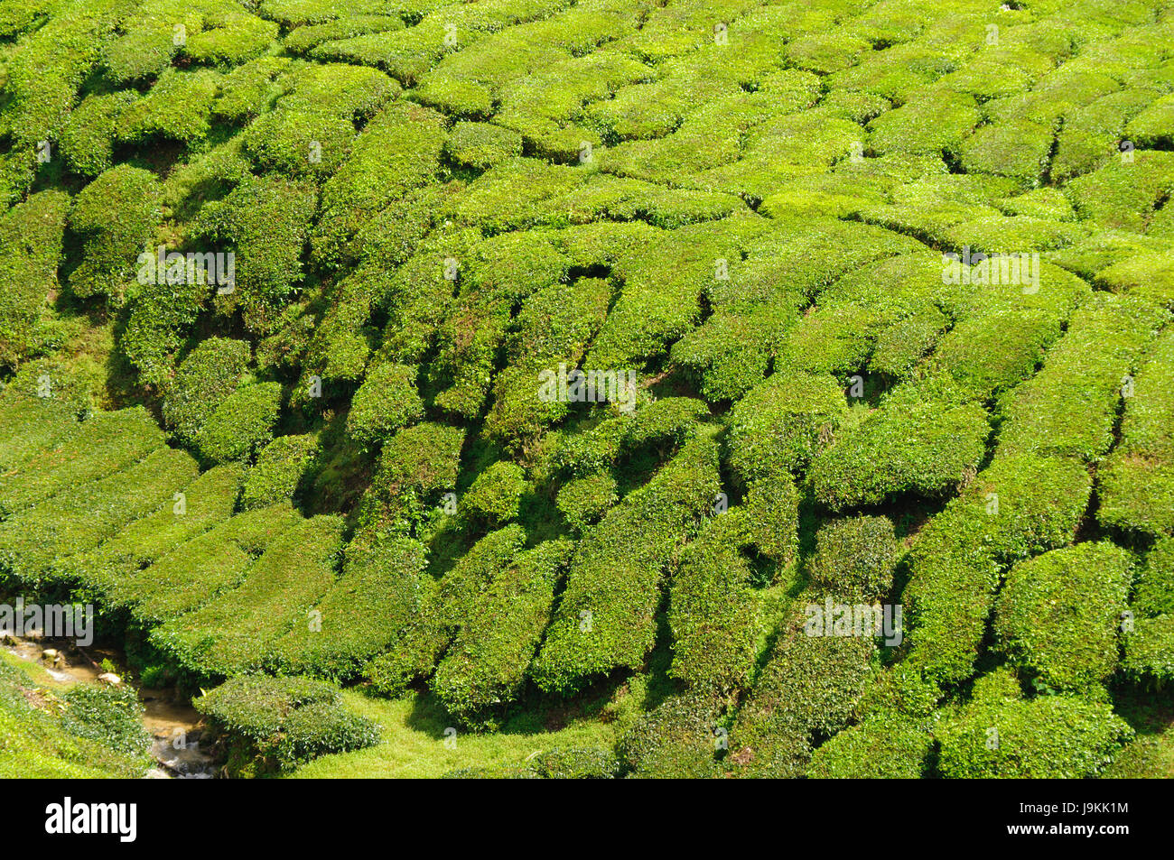 tea, tea-plantation, tealeaf, plant, leaf, asia, agriculture, farming ...