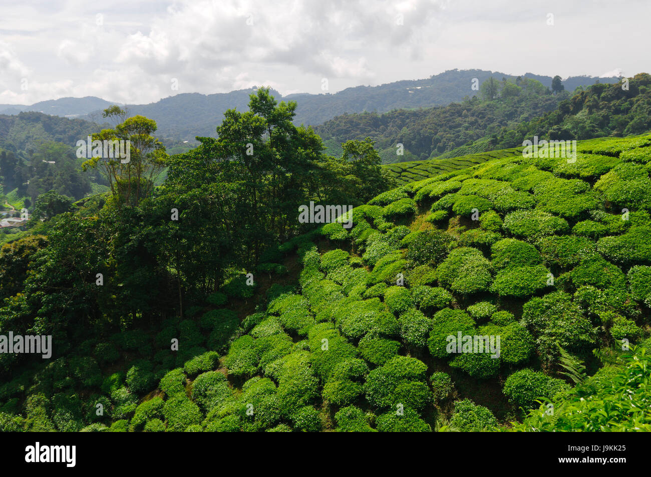 tea, tea-plantation, tealeaf, plant, leaf, asia, agriculture, farming ...