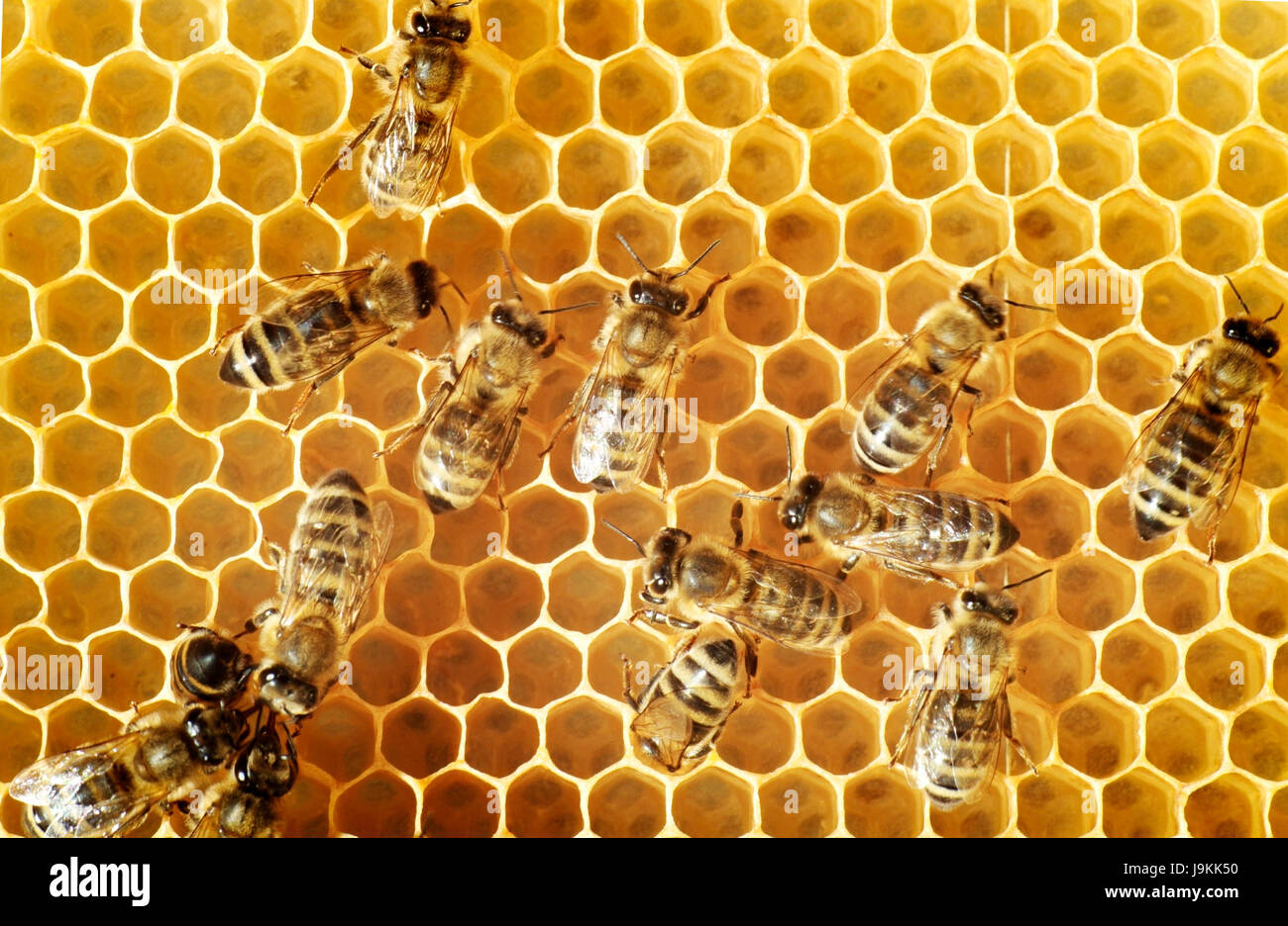closeup, insects, animals, bees, beehive, nectar, busy, organization ...