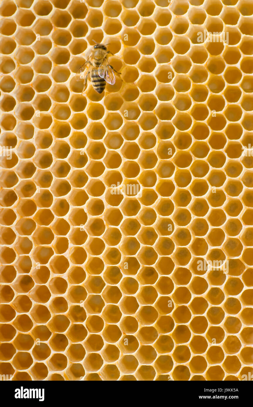 closeup, animal, insect, nectar, honeybee, wax, comb, pattern, cells ...