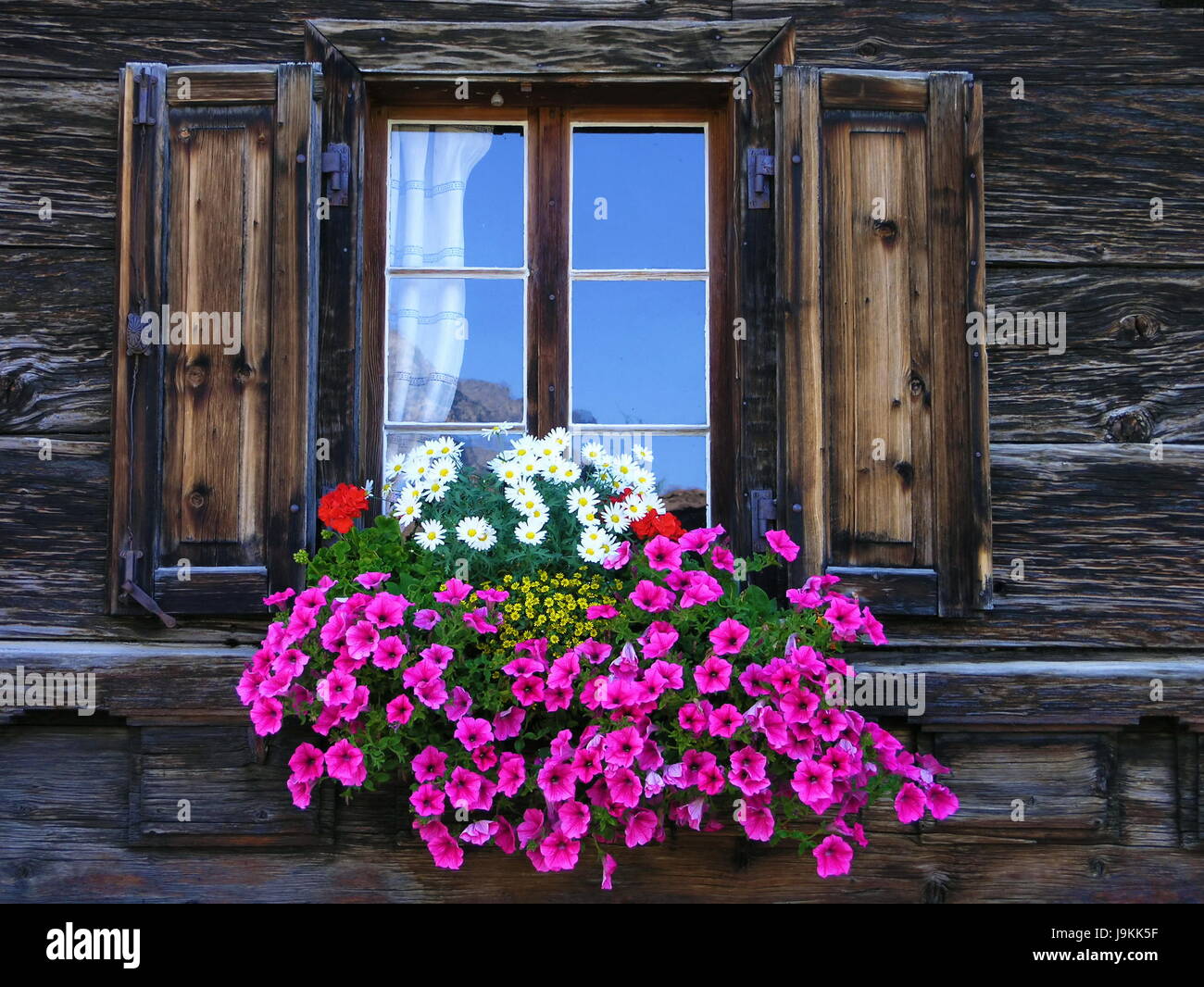 bloom, blossom, flourish, flourishing, flower, flowers, plant, flower ...