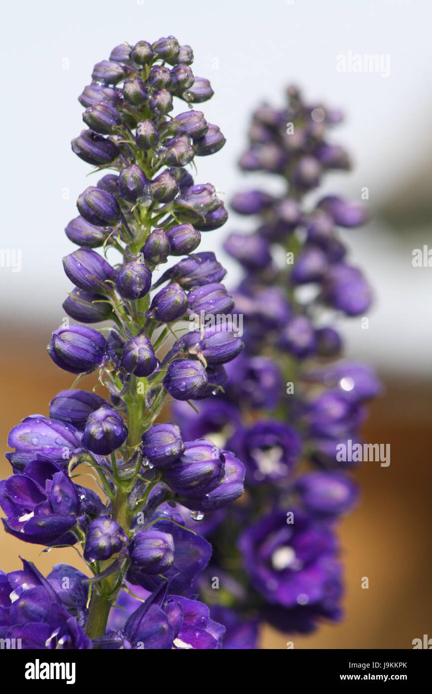 garden, flower, flowers, plant, decorative plant, larkspur, gardens ...