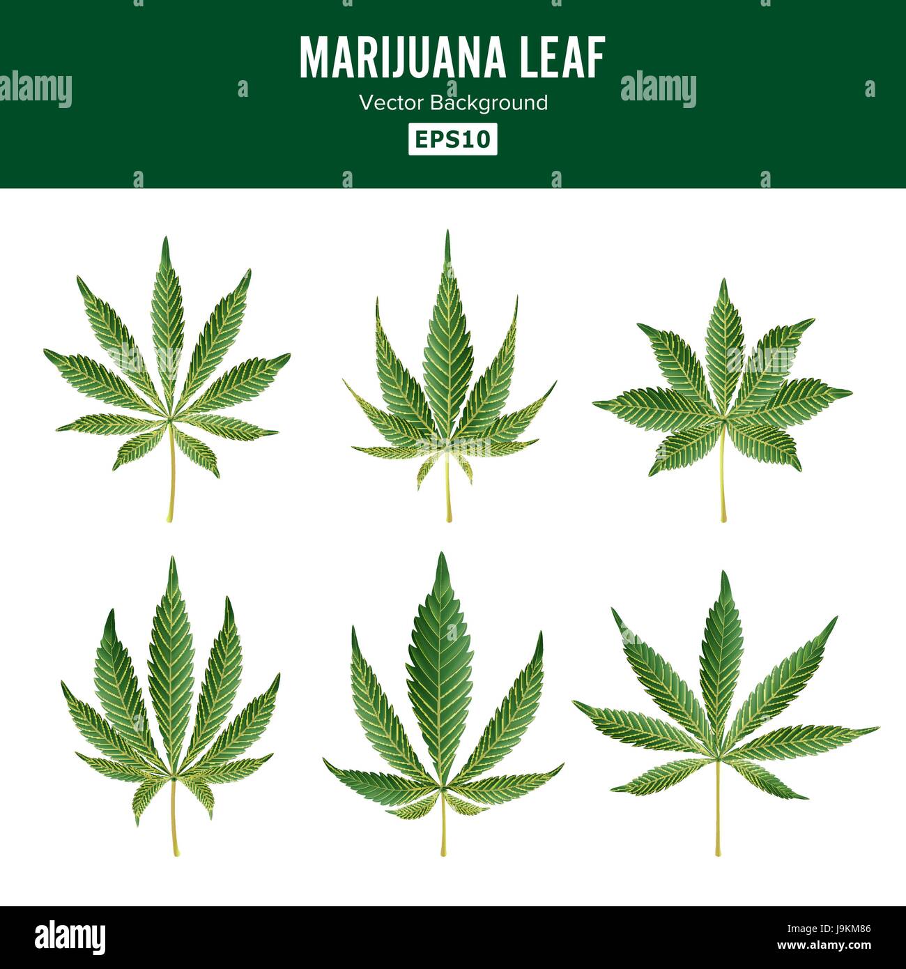 Marijuana Green Leaf Vector. Medicinal Herbs Collection. Cannabis ...