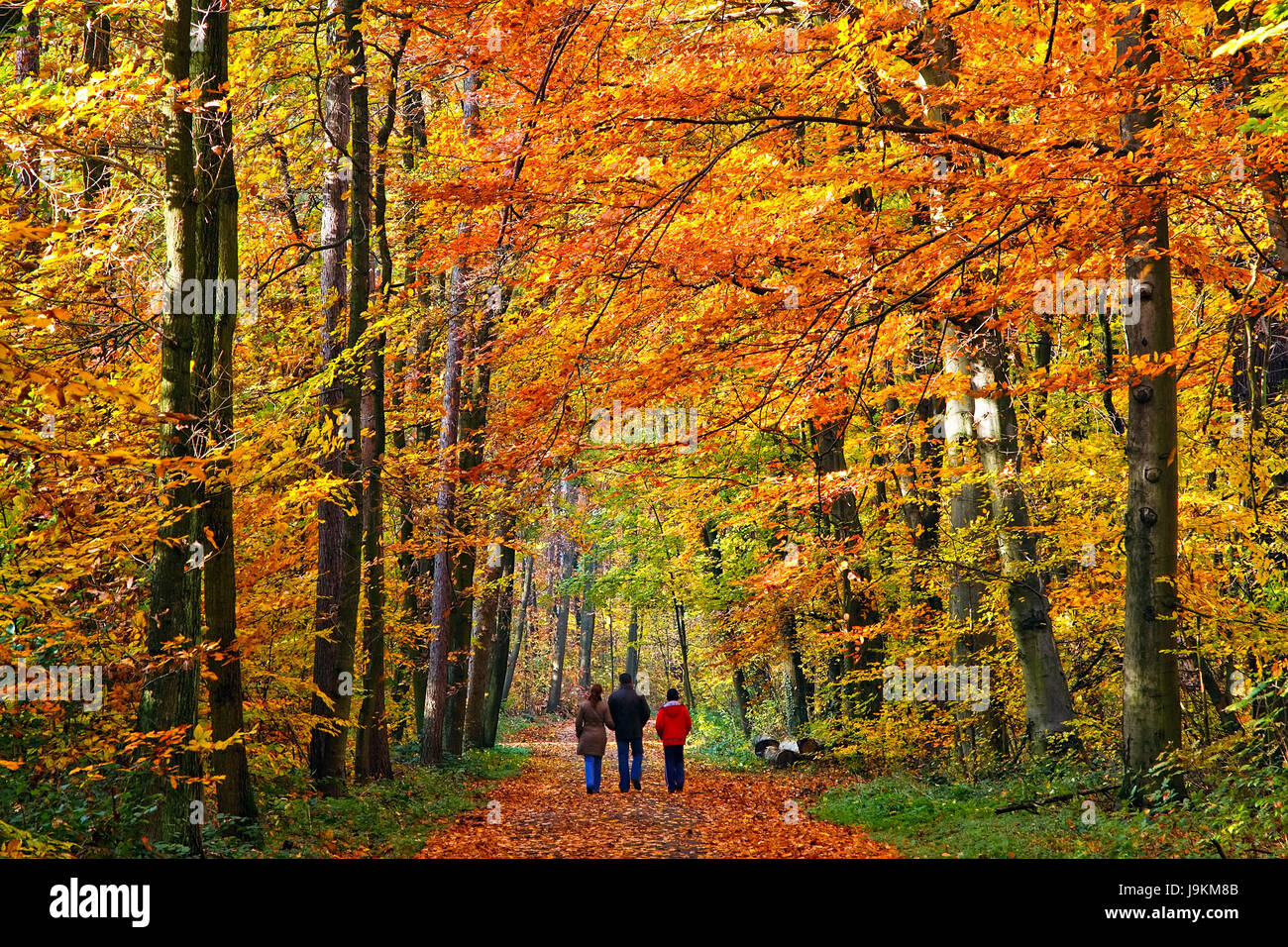 humans, human beings, people, folk, persons, human, human being, walk ...