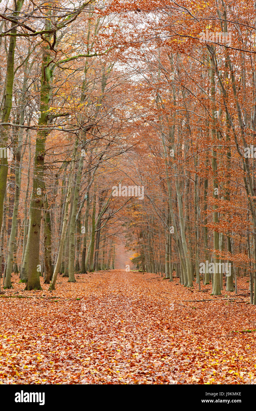leaf, environment, enviroment, colour, tree, trees, park, flora, blank ...