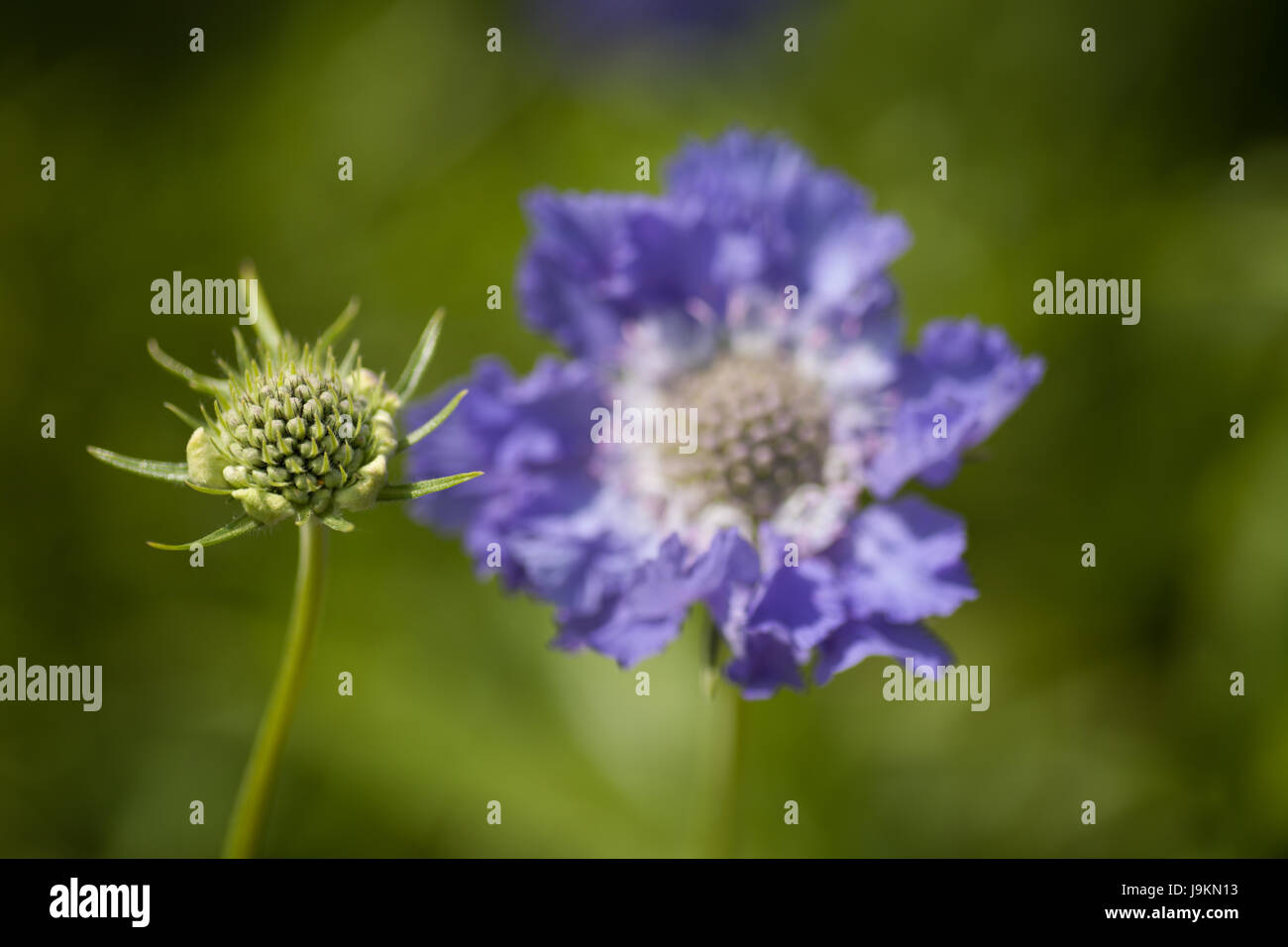 Scabiosa Isaac House New Flower Head Stock Photo - Alamy