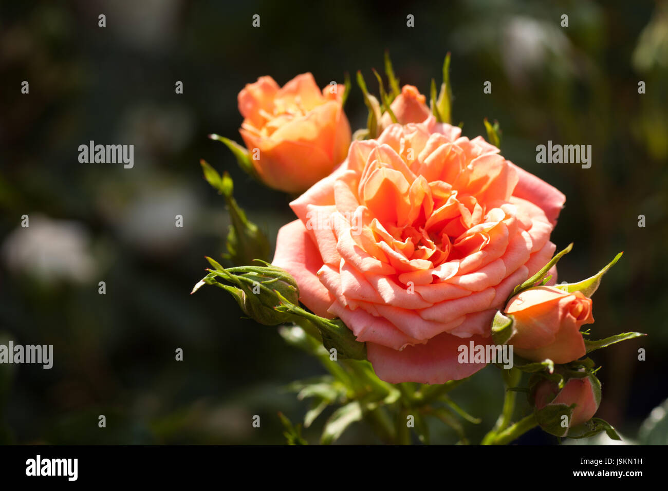 Patio Rose Sweet Wonder, Pink Peach flower Stock Photo - Alamy