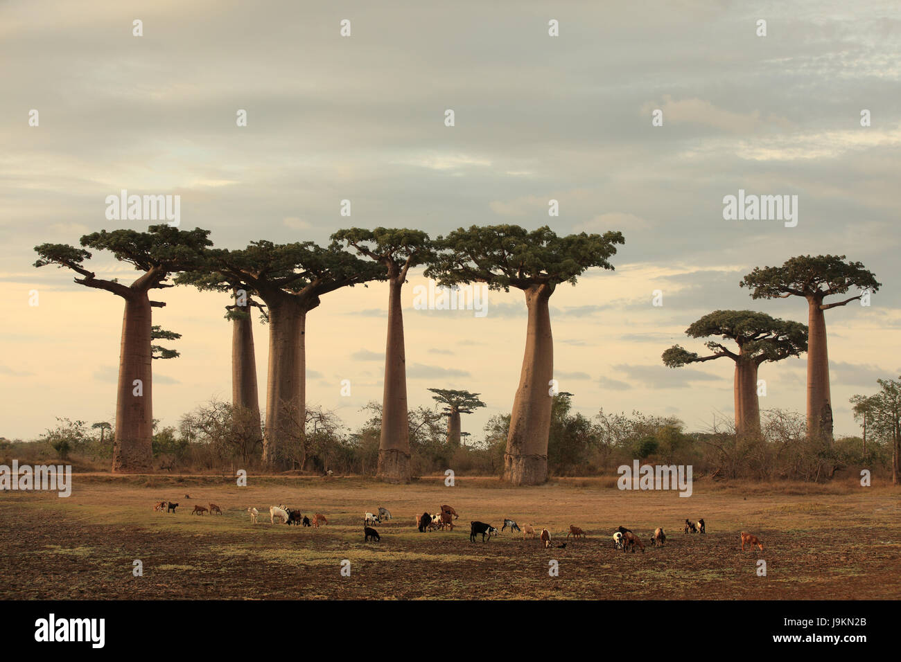 tree, trees, savannah, madagascar, scenery, countryside, nature, tree ...