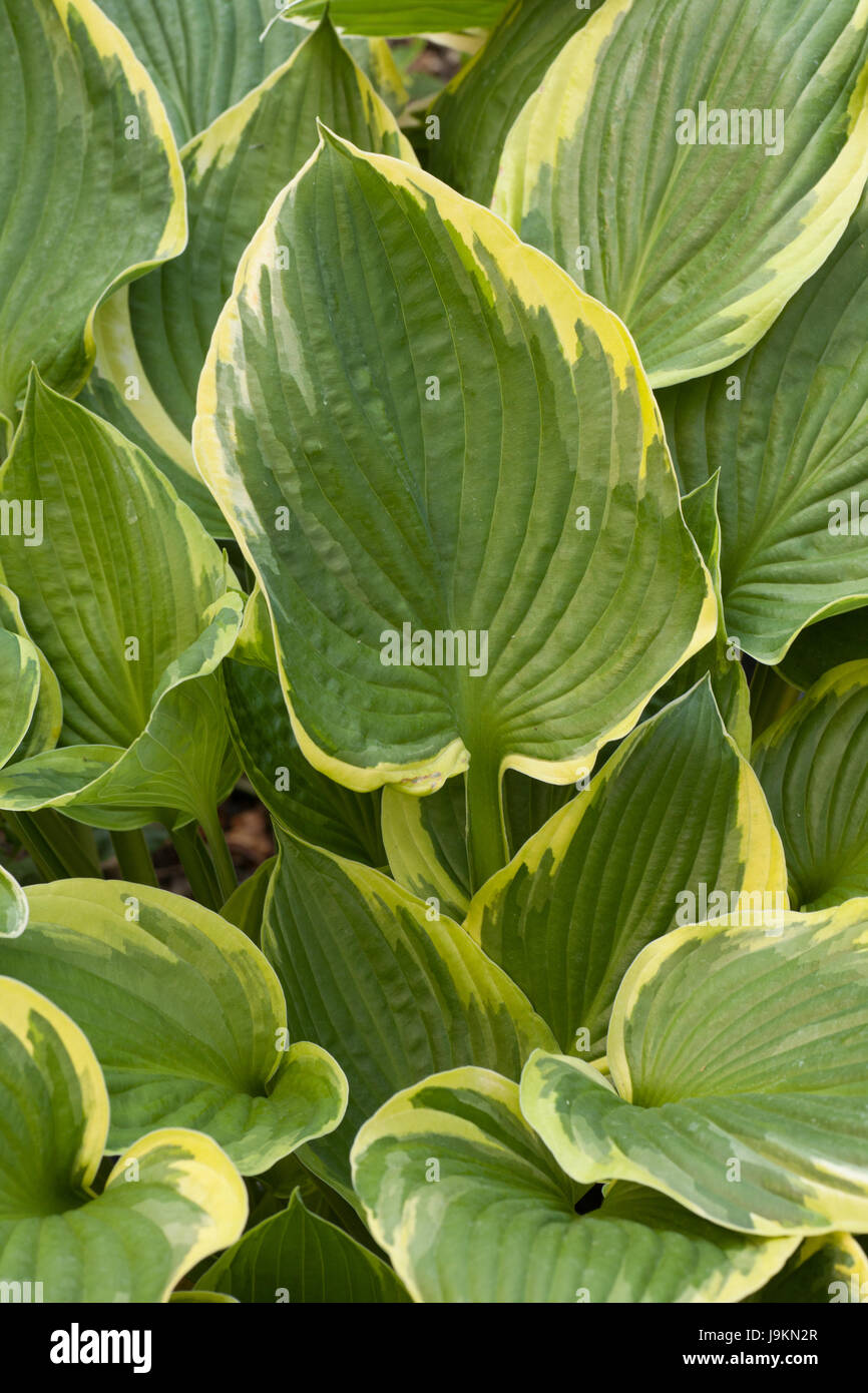 Hosta with pale yellow edge Stock Photo - Alamy