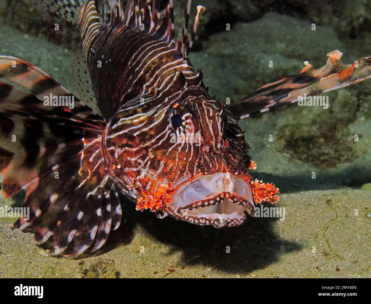 underwater, dive, reef, toxic, poisonous, danger, holiday, vacation ...