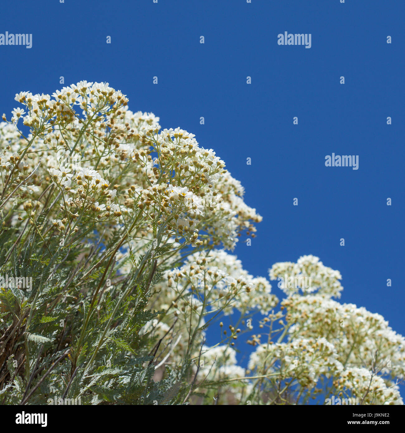 Island endemic flower shrub hi-res stock photography and images - Alamy