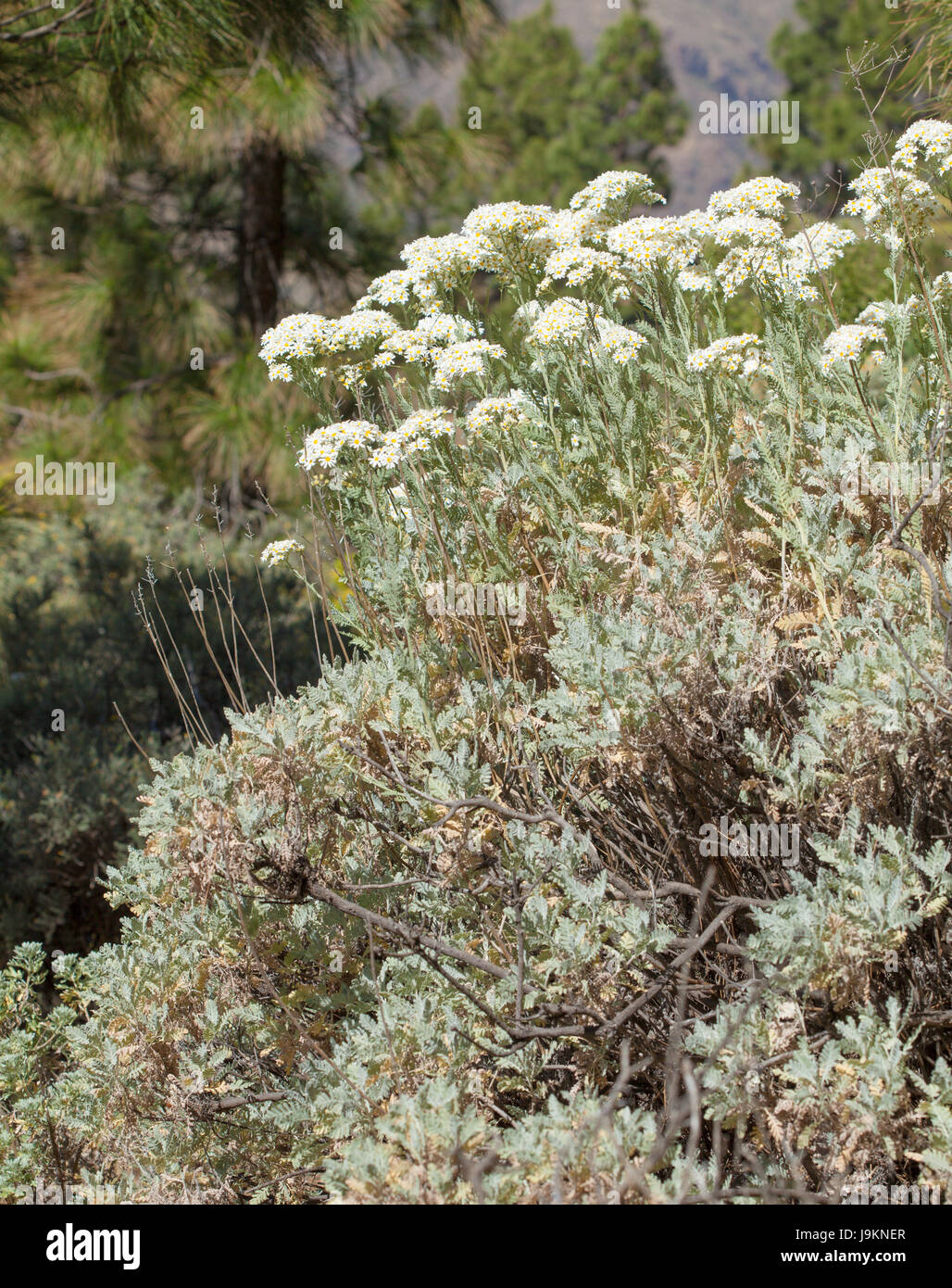 flora of Gran Canaria - Tanacetum ptarmiciflorum, silver tansy, endemic ...
