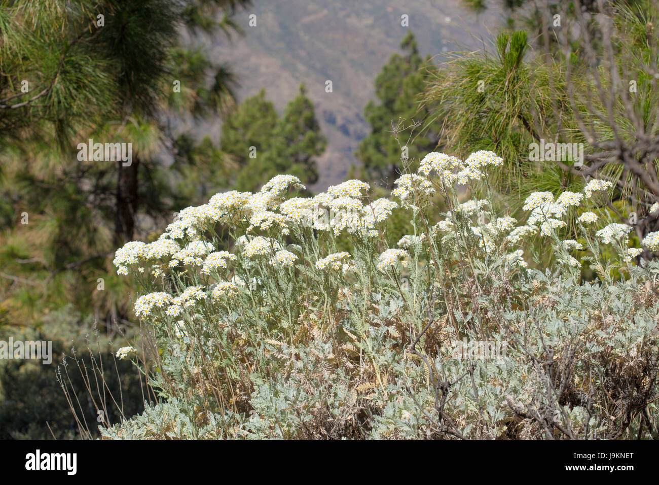 flora of Gran Canaria - Tanacetum ptarmiciflorum, silver tansy, endemic ...