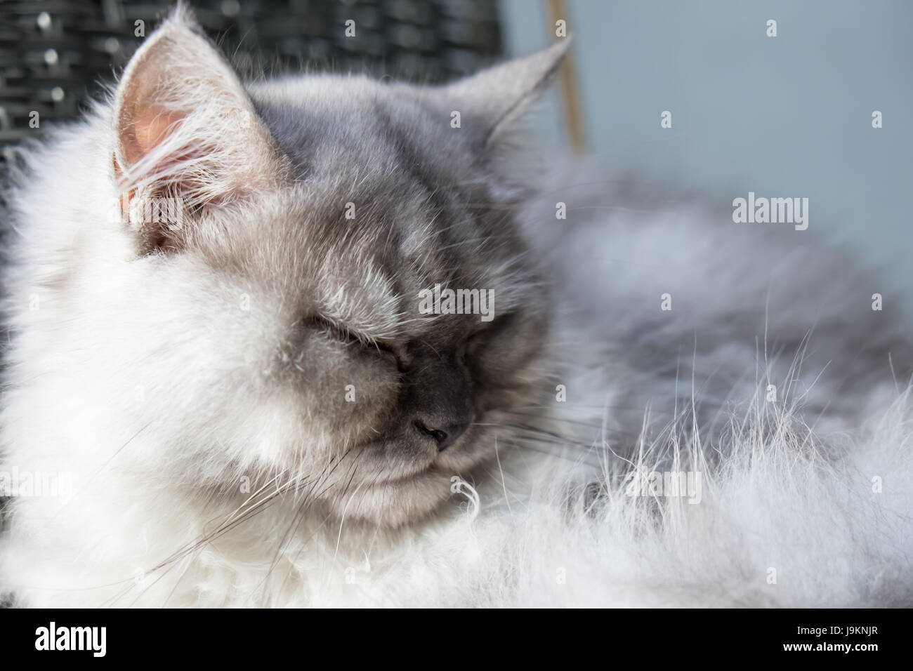 Portrait of grey cat cute relaxing Stock Photo - Alamy