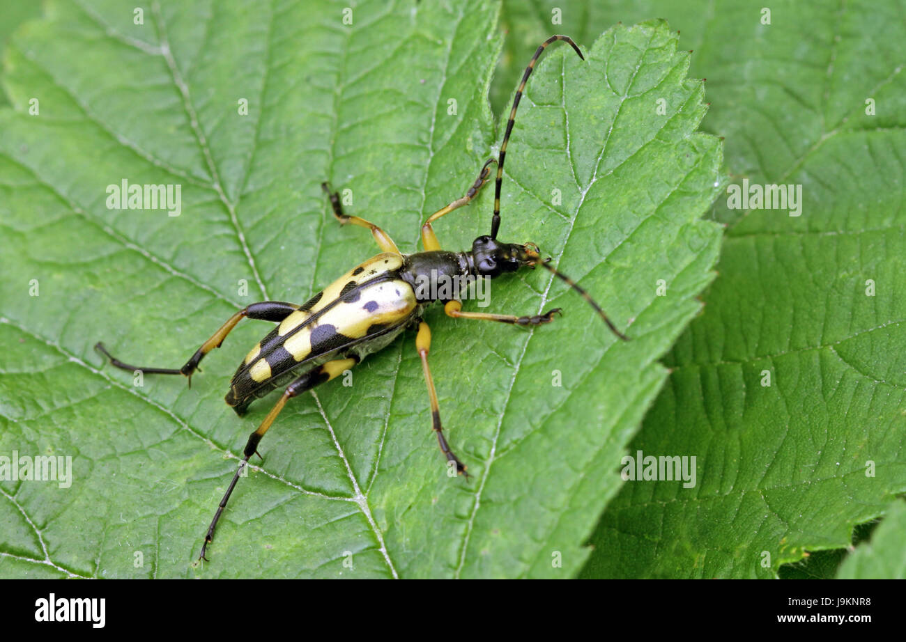 beetle, insect, green, buck, black, swarthy, jetblack, deep black ...