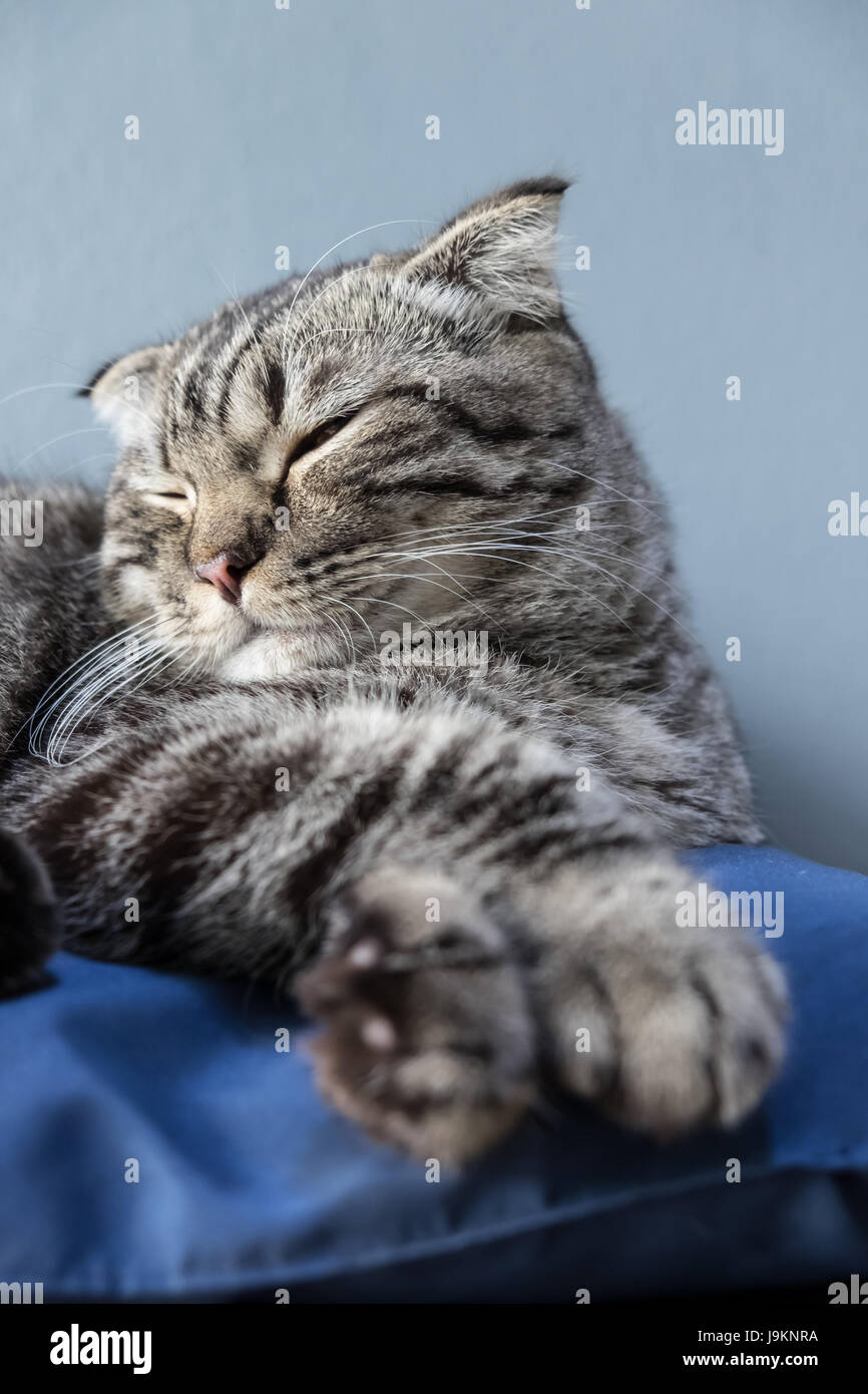 Portrait of grey cat cute relaxing Stock Photo - Alamy