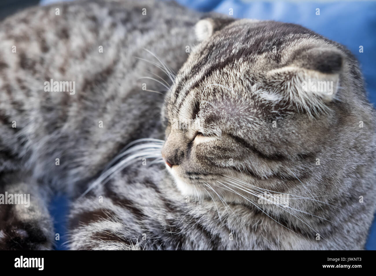 Portrait of grey cat cute relaxing Stock Photo - Alamy