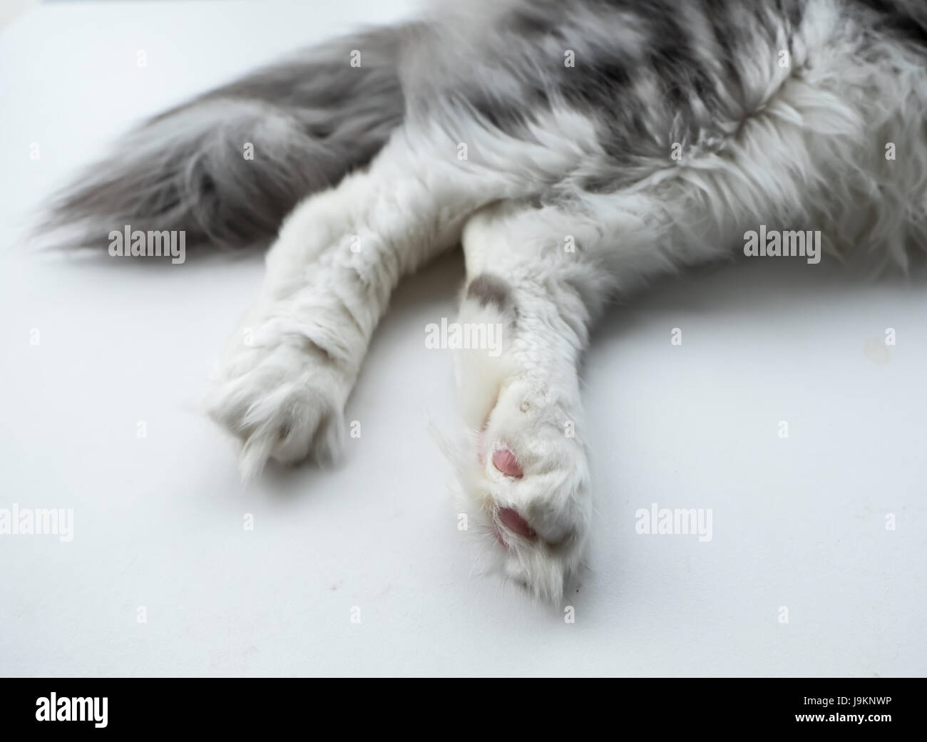 close-up cat fur texture, grey color for Background, textures and ...