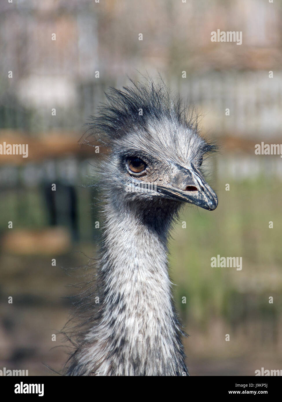 steppe, hairdo, bizarre, cursorial birds, emu, animal, bird, portrait ...