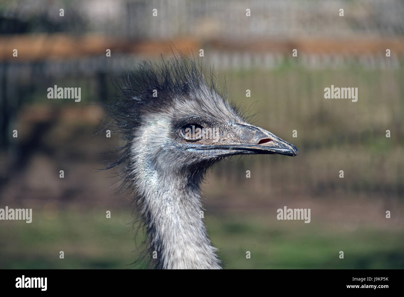 steppe, hairdo, bizarre, cursorial birds, emu, animal, bird, portrait ...