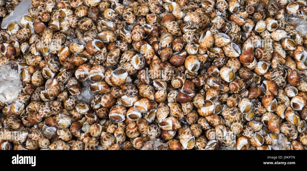 Fresh seafood shellfish photographed in fish market Stock Photo - Alamy