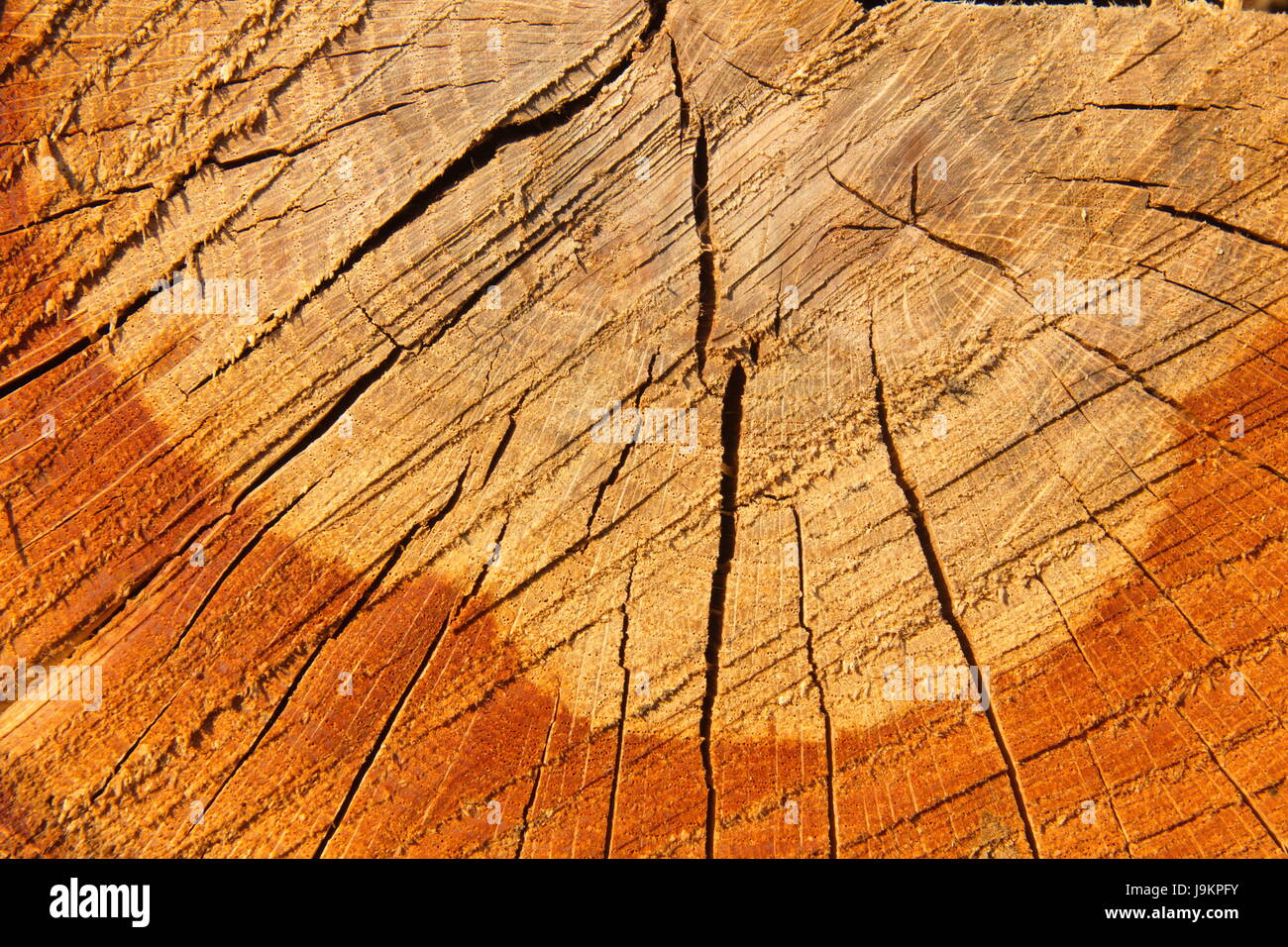background Wooden texture - cracked tree stump closeup Stock Photo - Alamy
