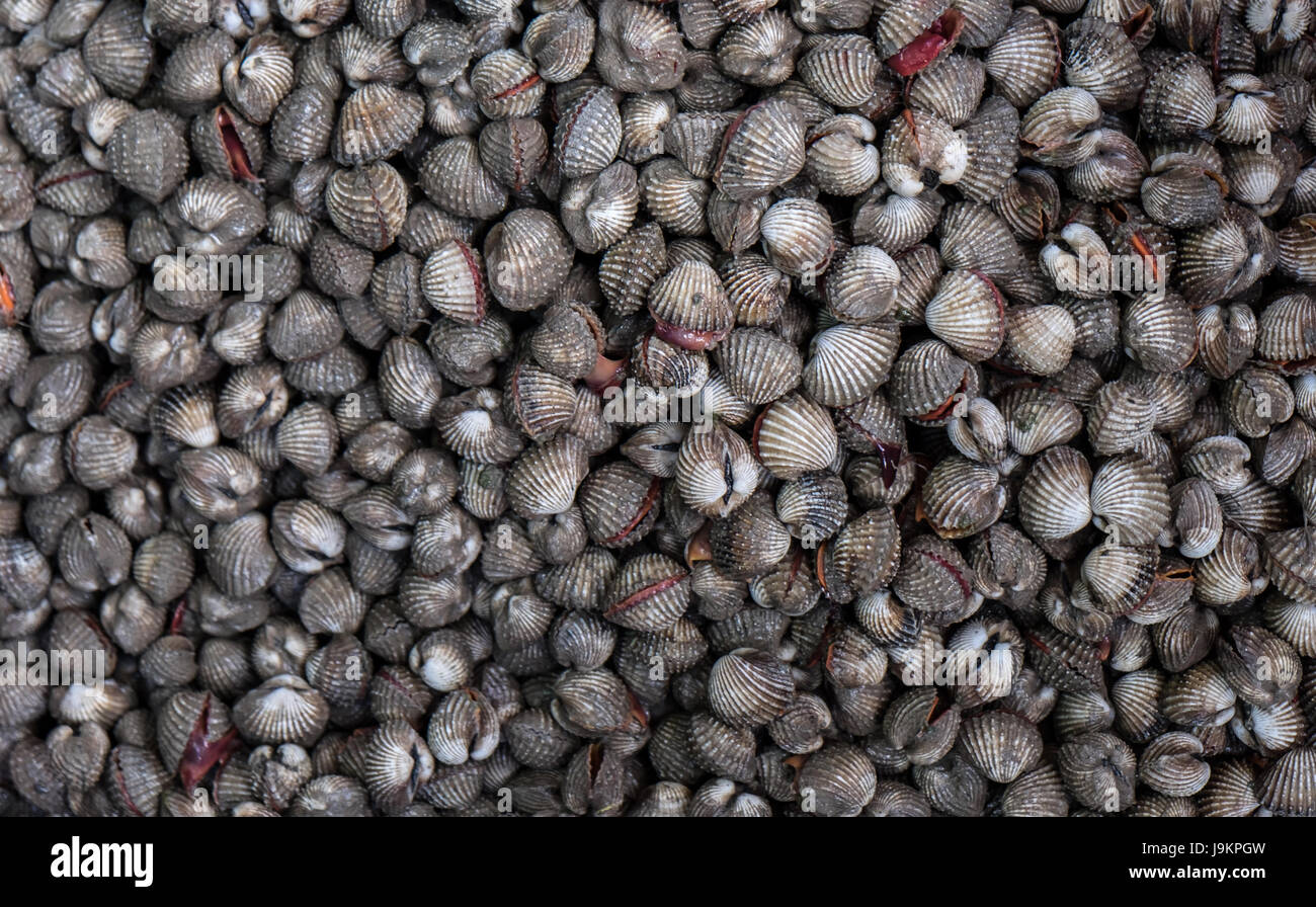 Fresh seafood shellfish photographed in fish market Stock Photo - Alamy