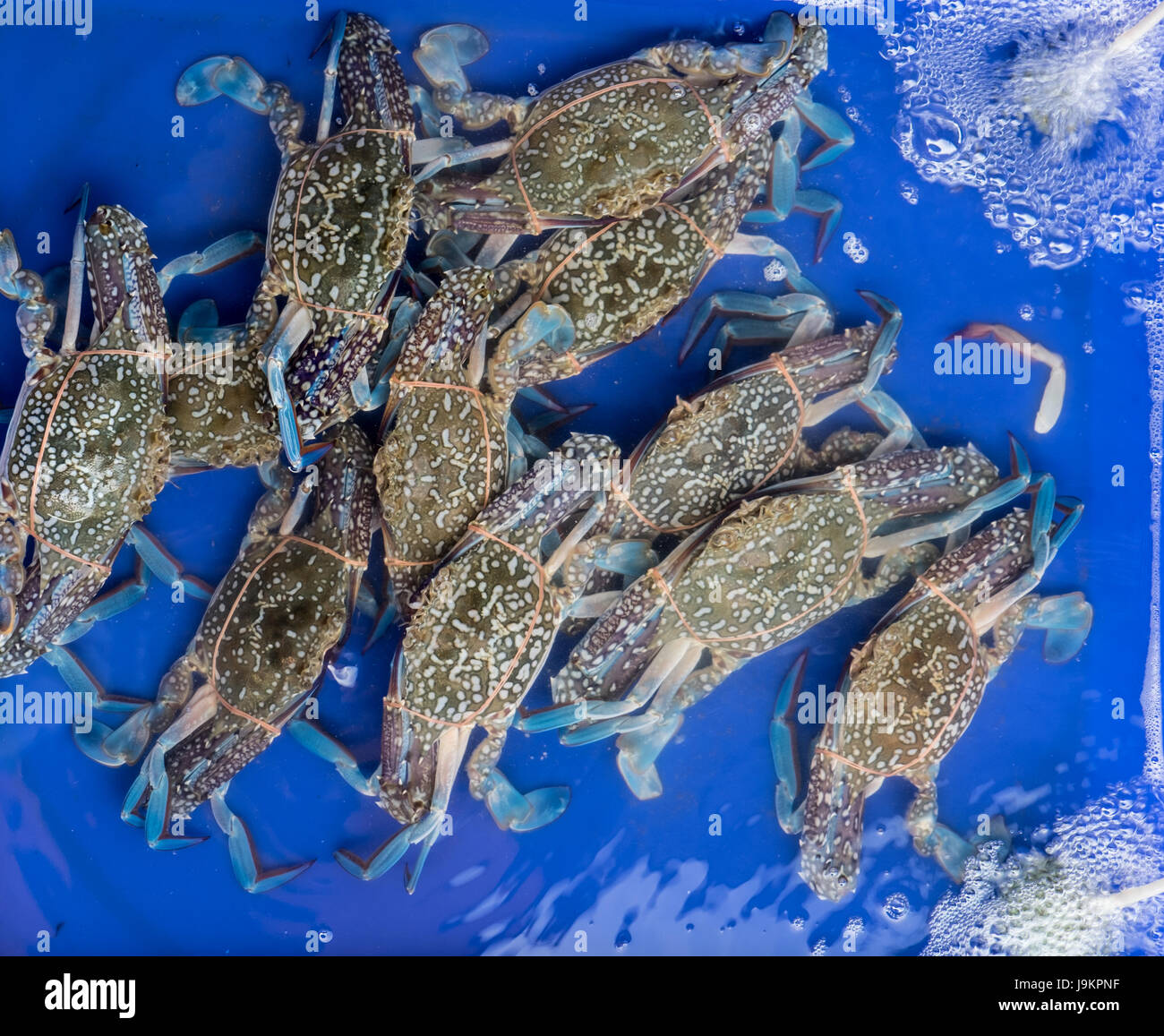 Fresh Crab in a market Thailand Stock Photo - Alamy