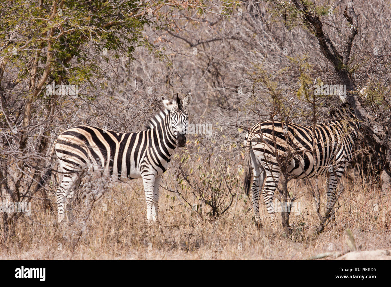 animal, horizontal, zebra, nature, animal, wild, africa, horse, horses ...