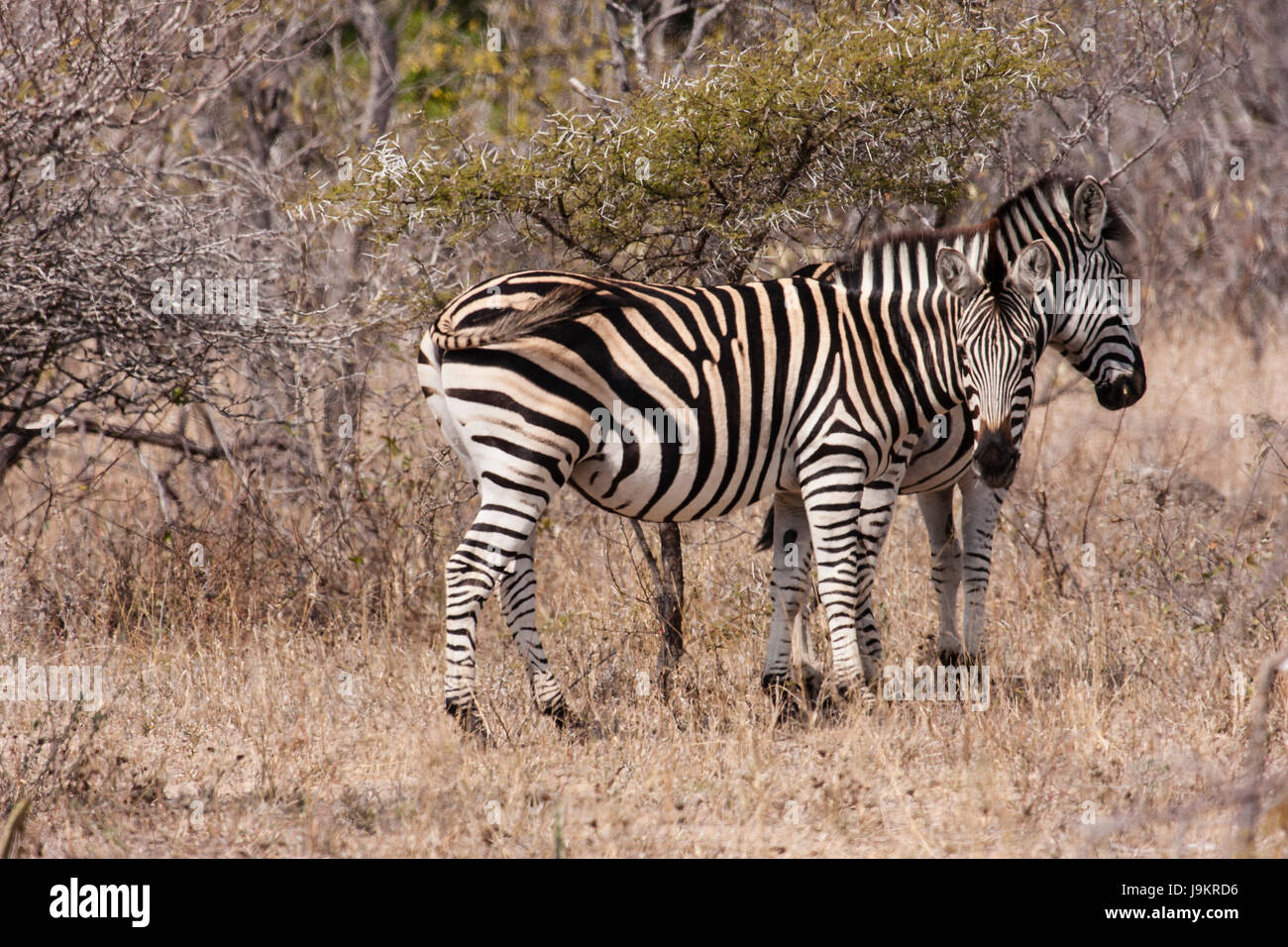 animal, horizontal, zebra, nature, animal, wild, africa, horse, horses ...