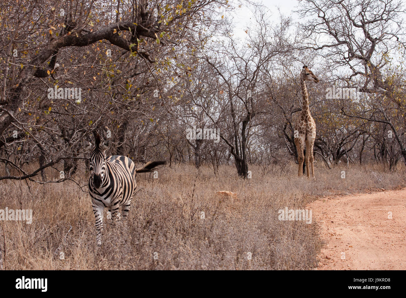animal, horizontal, zebra, nature, animal, wild, africa, horse, horses ...