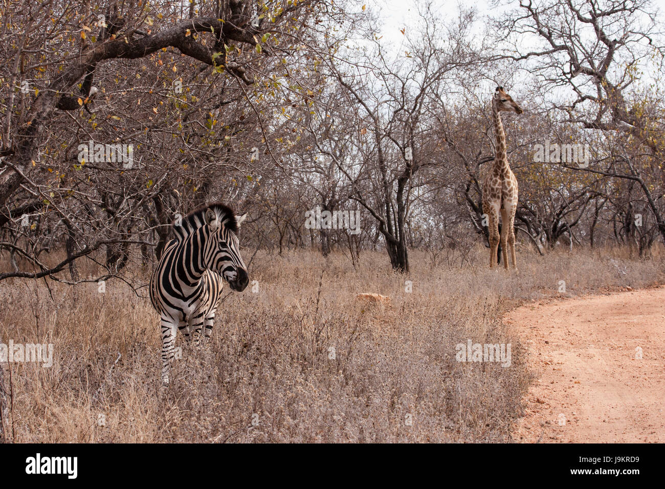 animal, horizontal, zebra, nature, animal, wild, africa, horse, horses ...