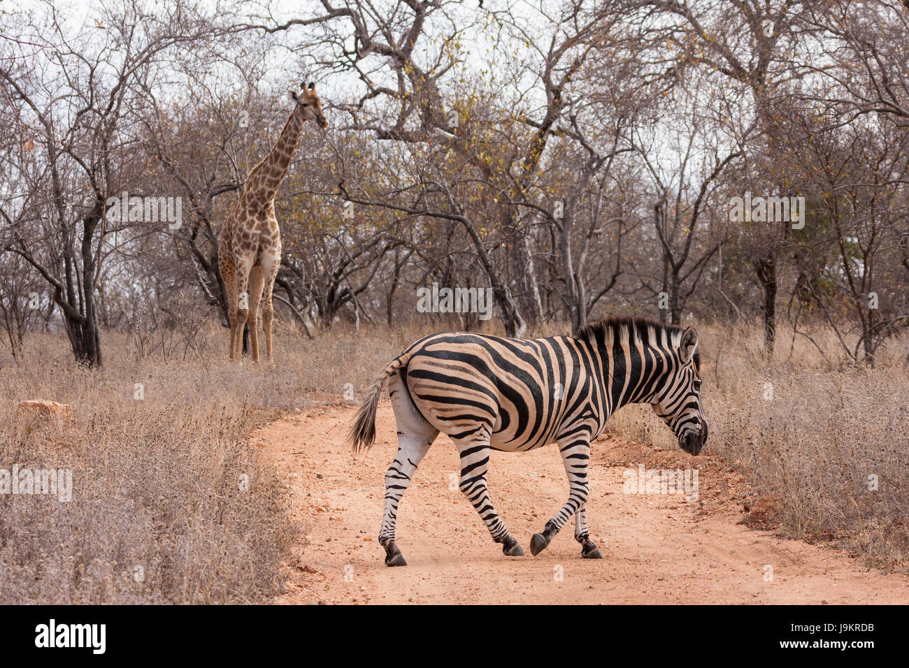animal, horizontal, zebra, nature, animal, wild, africa, horse, horses ...