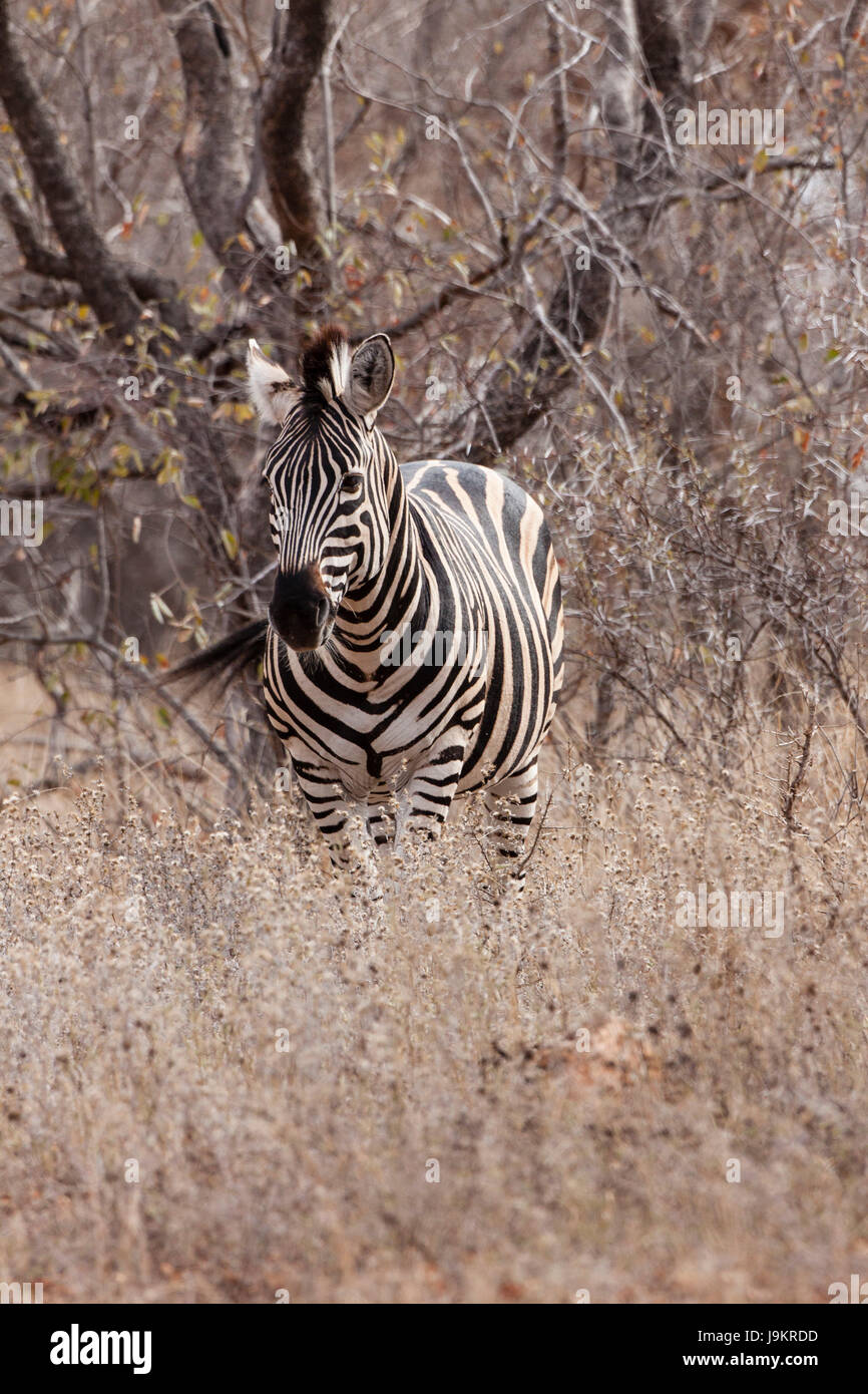 animal, zebra, vertical, nature, animal, wild, africa, horse, horses ...