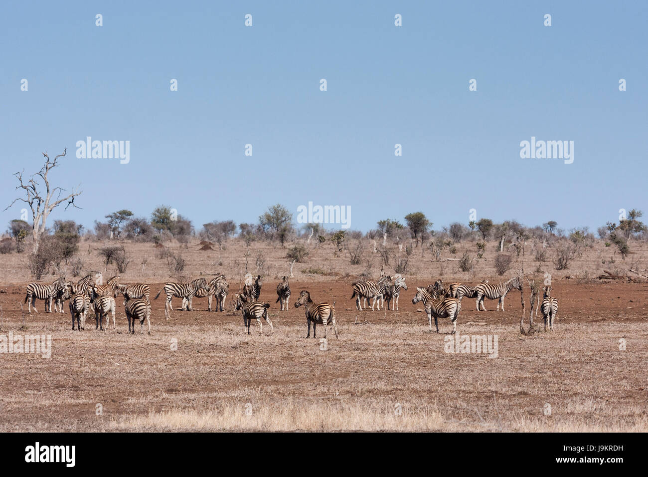 animal, horizontal, zebra, nature, animal, wild, africa, horse, horses ...