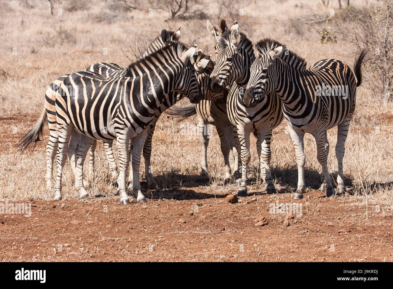 animal, horizontal, zebra, nature, animal, wild, africa, horse, horses ...