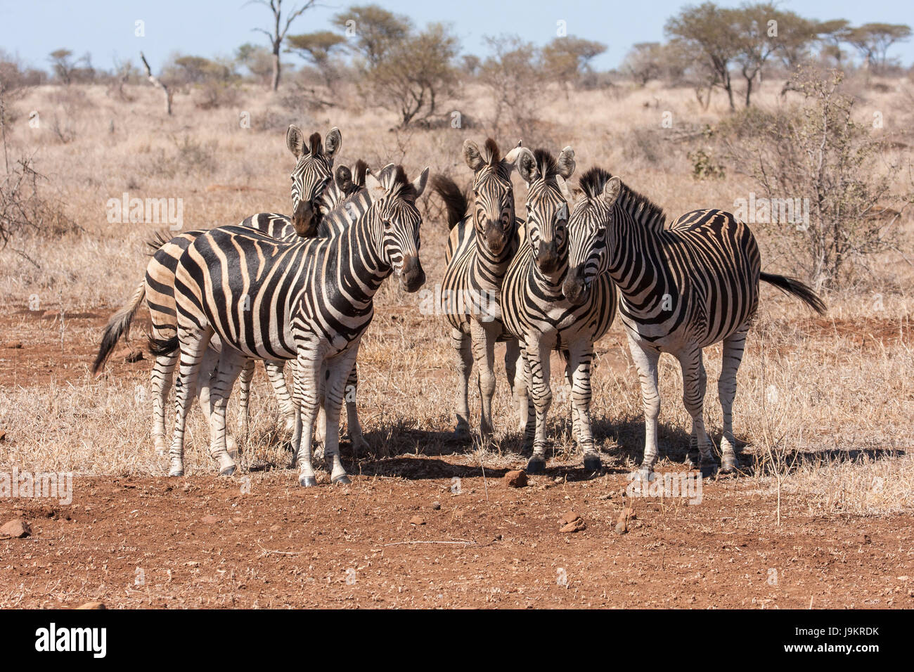 animal, horizontal, zebra, nature, animal, wild, africa, horse, horses ...