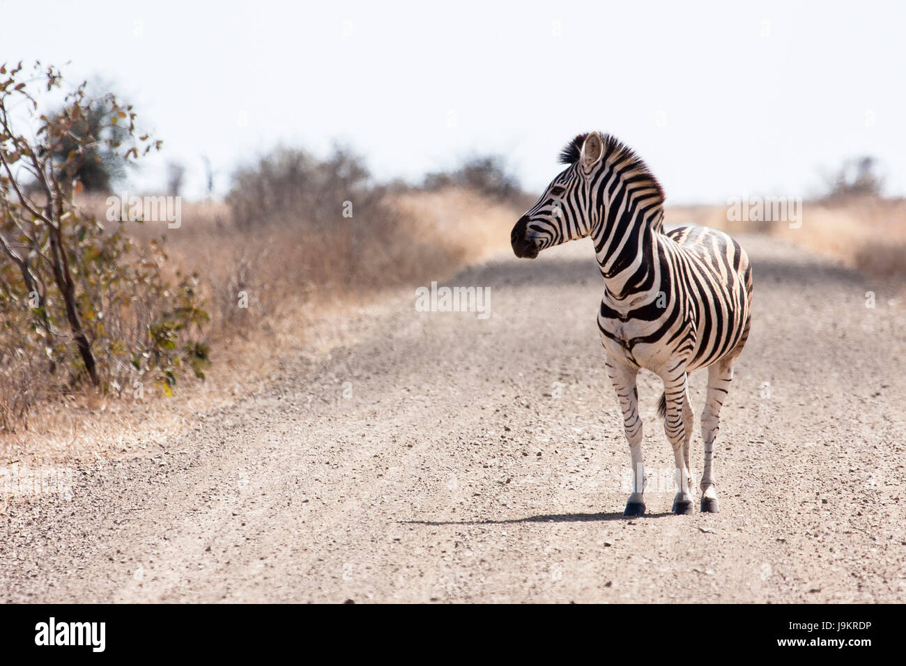 animal, horizontal, zebra, nature, animal, wild, africa, horse, horses ...