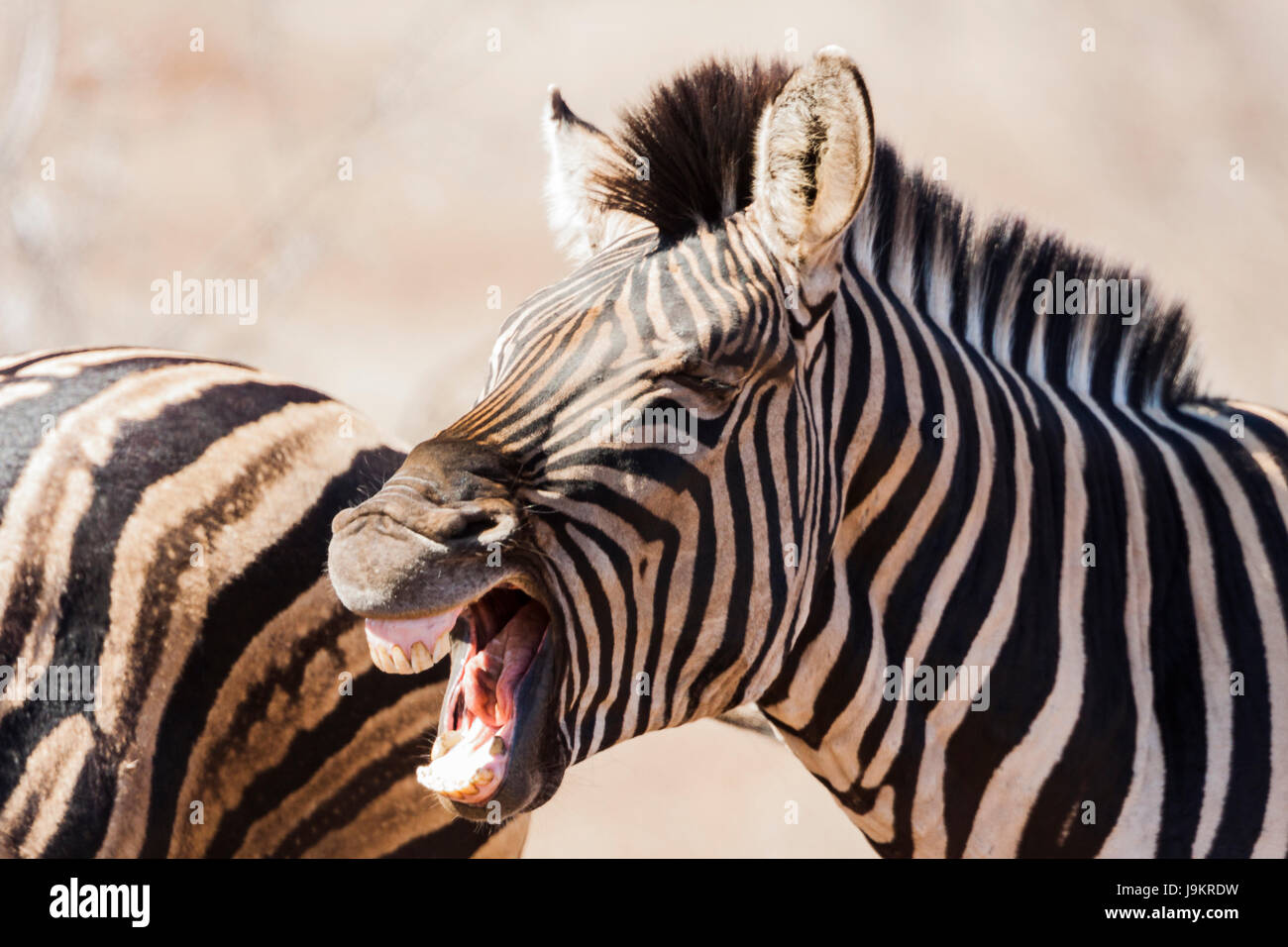 animal, horizontal, zebra, nature, animal, wild, africa, horse, horses ...