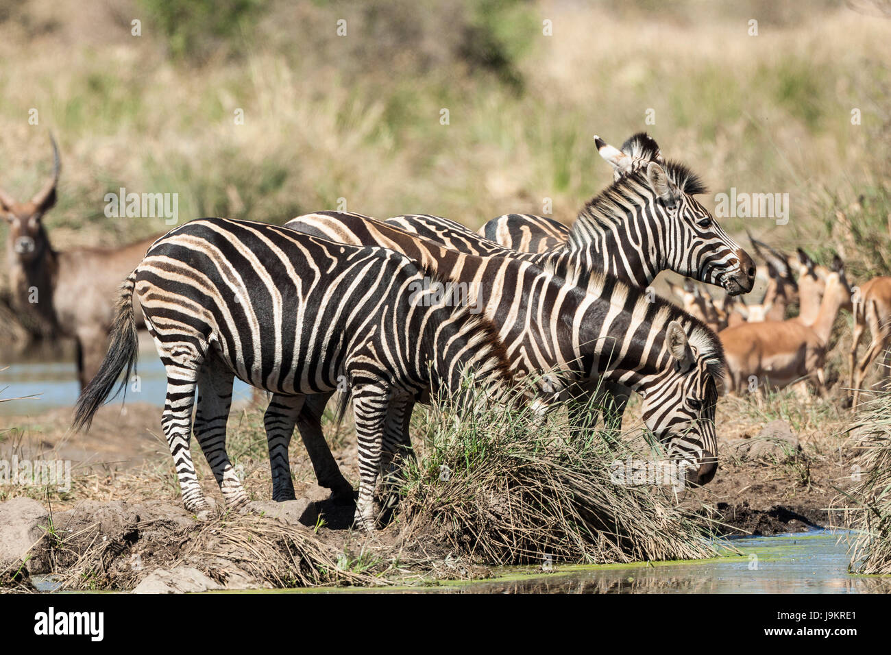 animal, horizontal, zebra, nature, animal, wild, africa, horse, horses ...