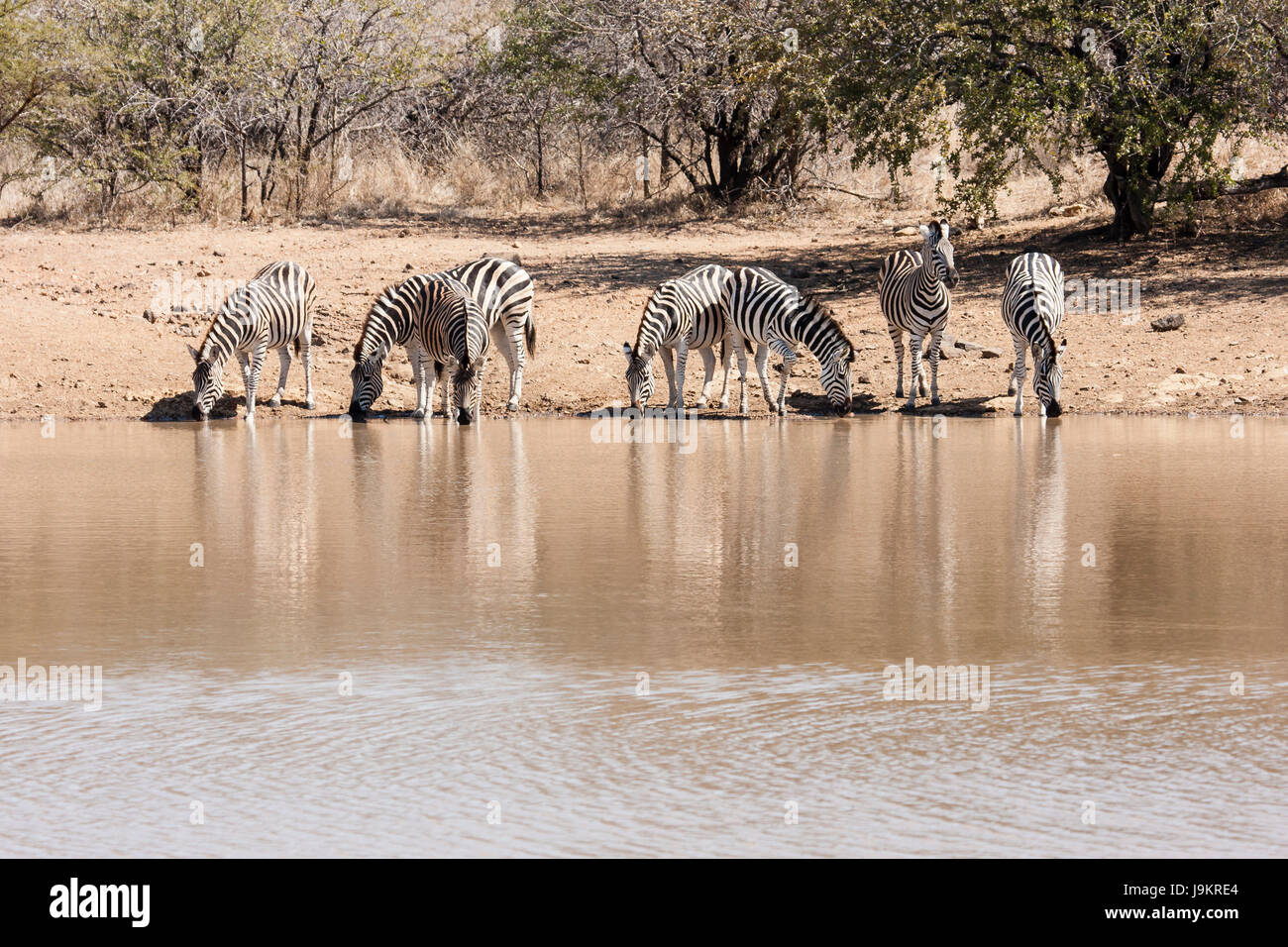 animal, horizontal, zebra, nature, drink, drinking, bibs, animal, wild ...