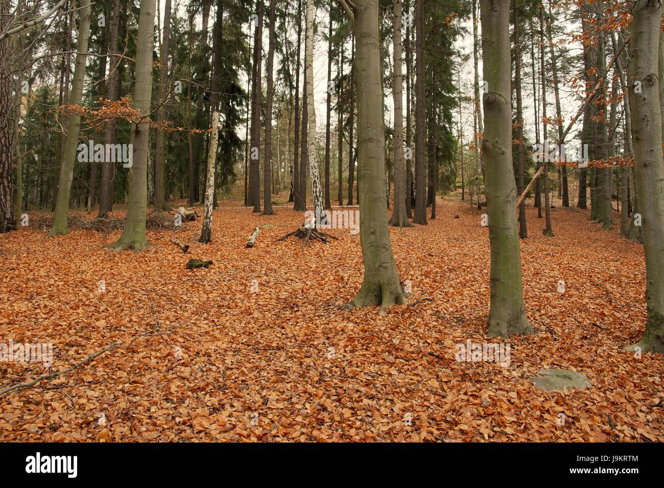 tree, trees, park, wood, outdoor, forest, nature, natural, fall, autumn ...