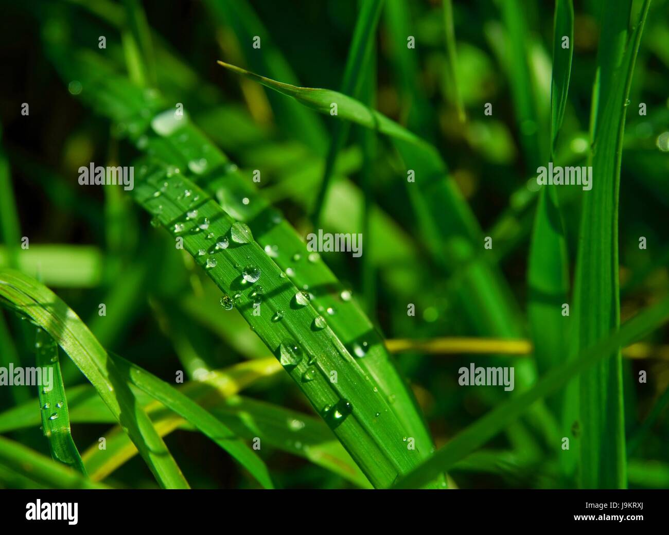 environment, enviroment, closeup, meadow, grass, lawn, green, nature ...